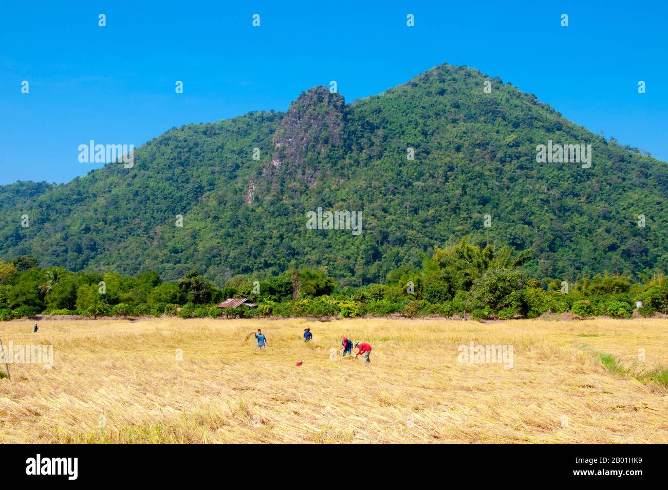 Thailand: Harvesting rice in fields near the Mekong River, Loei ...