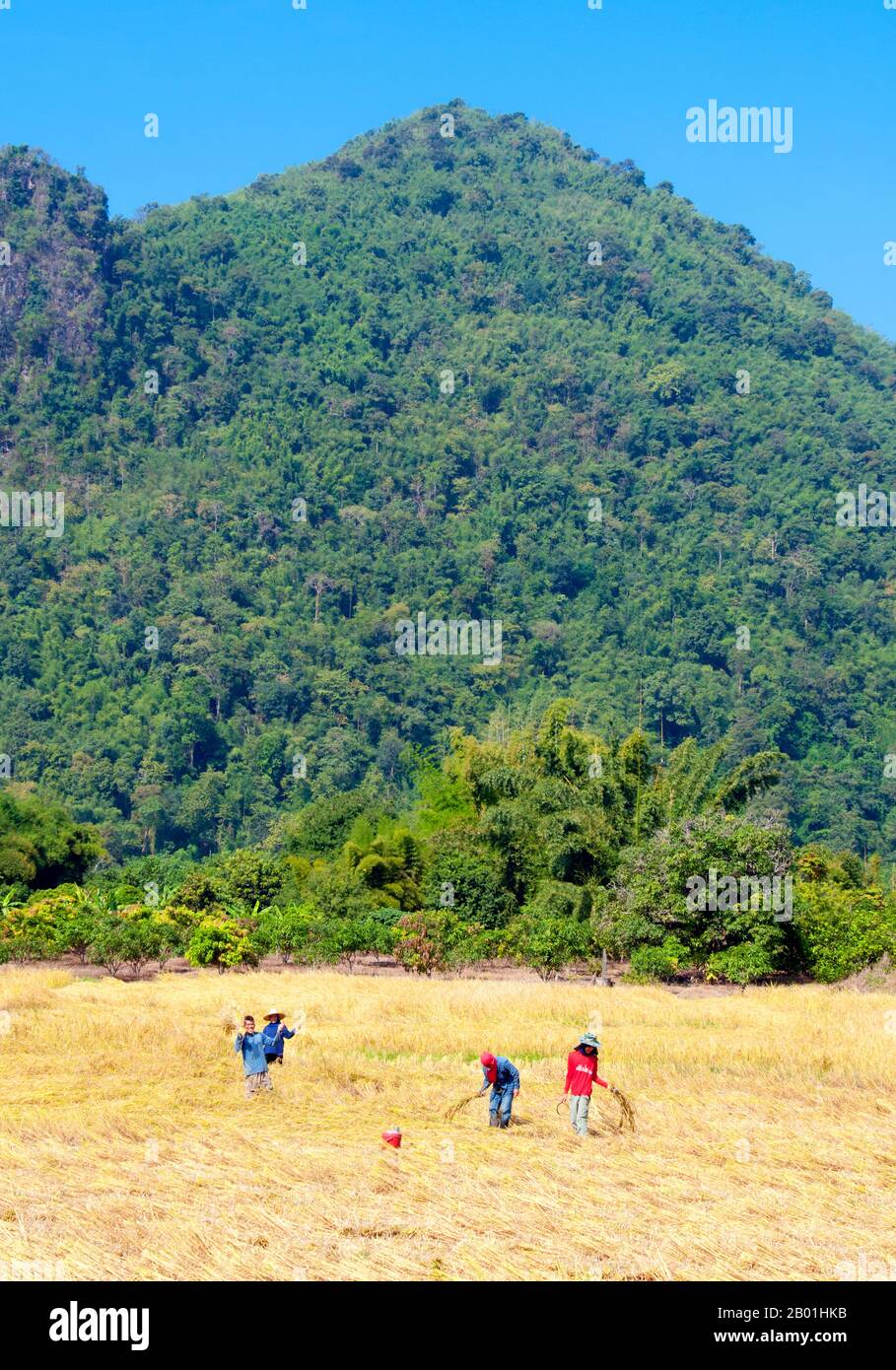 Thailand: Harvesting rice in fields near the Mekong River, Loei ...