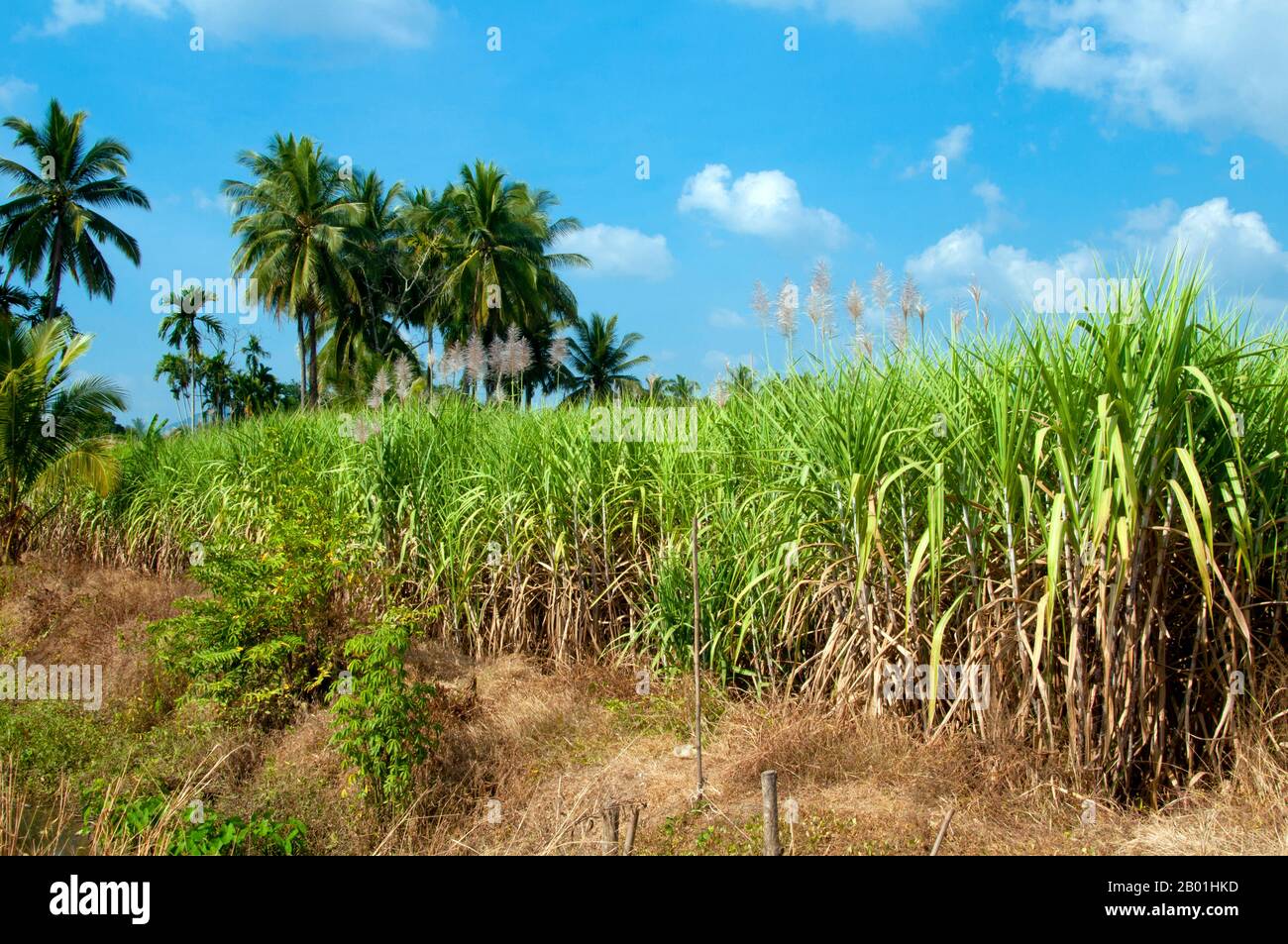 Thailand: Sugarcane, Kuan Pha Lom National Park, Loei Province. Loei ...