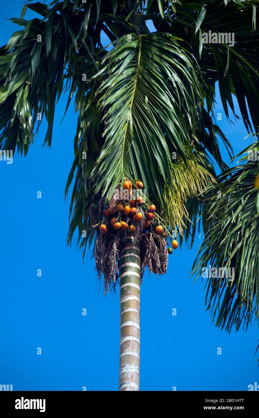 Areca Nut Palm