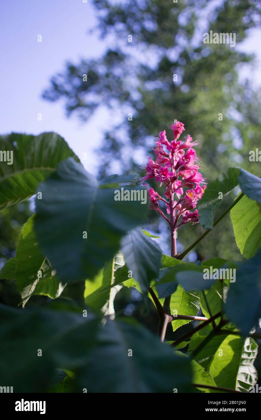 Pink chestnut tree blossoms Stock Photo - Alamy