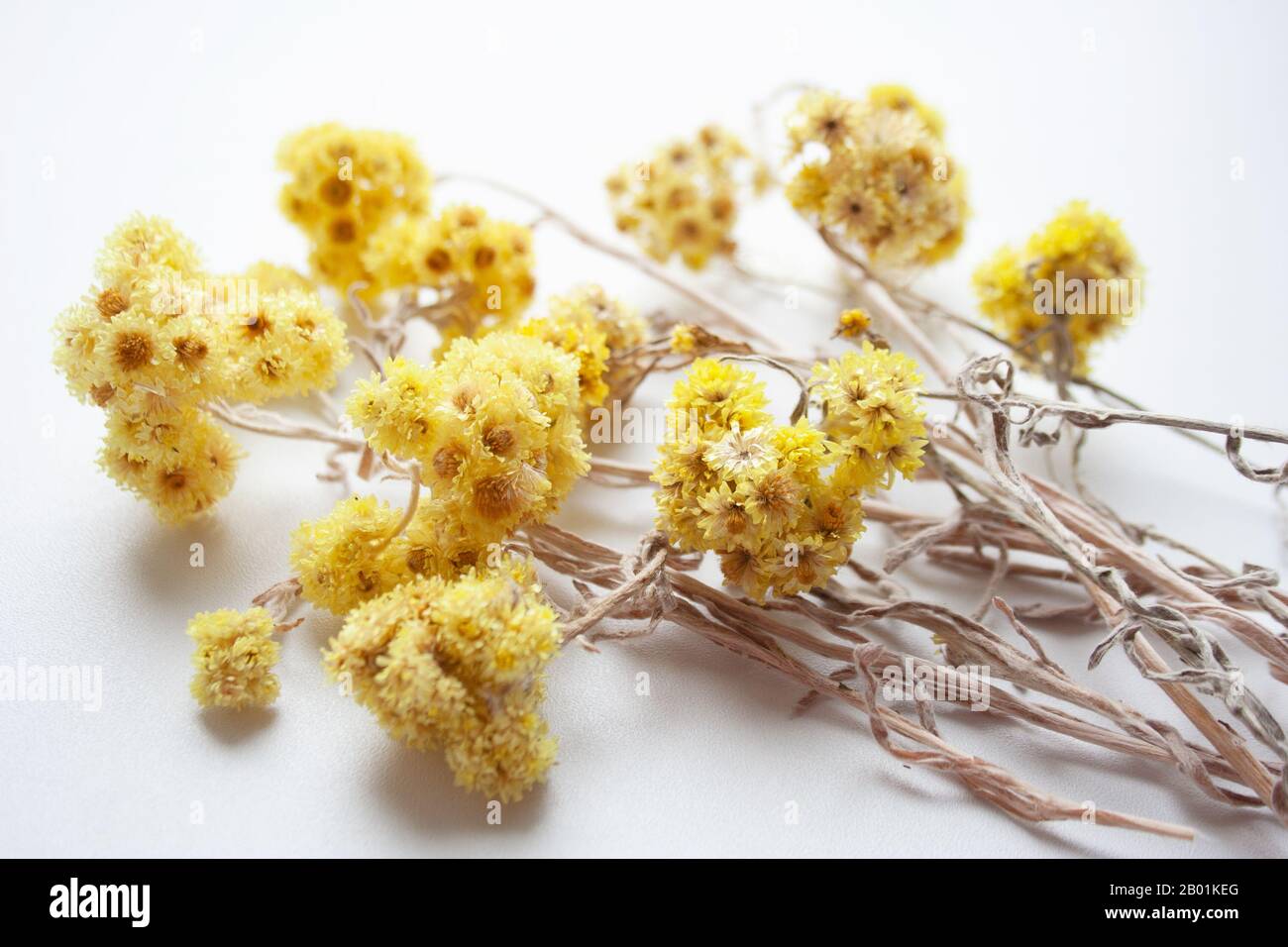 Dried flowers field dry hi-res stock photography and images - Alamy