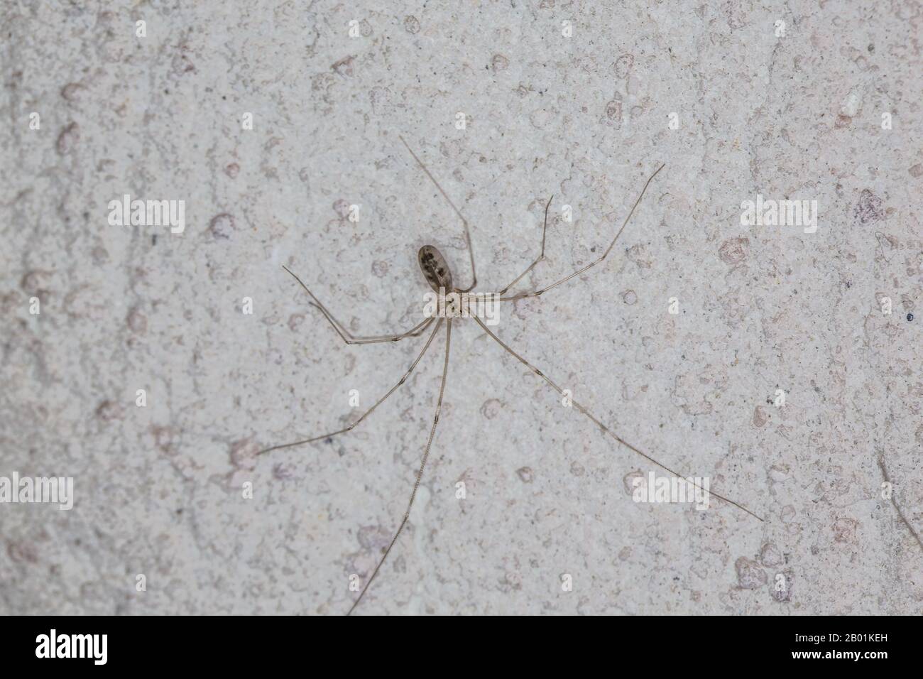 Electric spider hangs on the wall Stock Photo - Alamy
