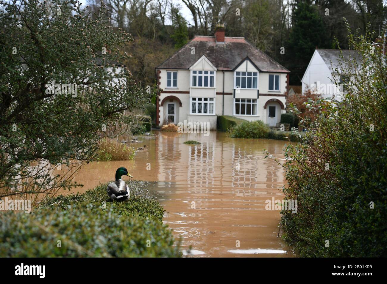 Ducks swimming in a back garden surrounded by flood water, Monmouth, in ...