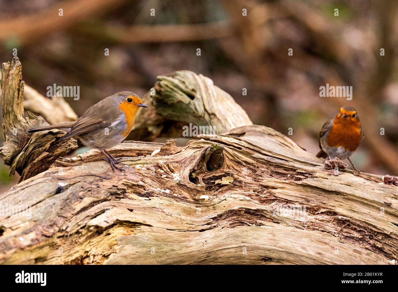 Red Robin Dingle Nature reserve Llangefni Anglesey,10-02-2020 Stock ...