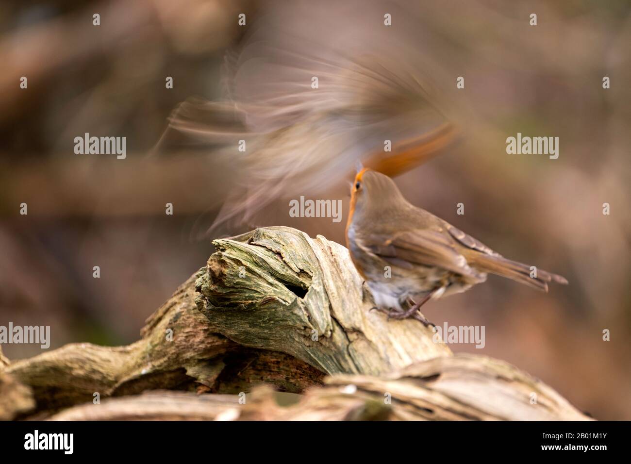 Red Robin Dingle Nature reserve Llangefni Anglesey,10-02-2020 Stock ...