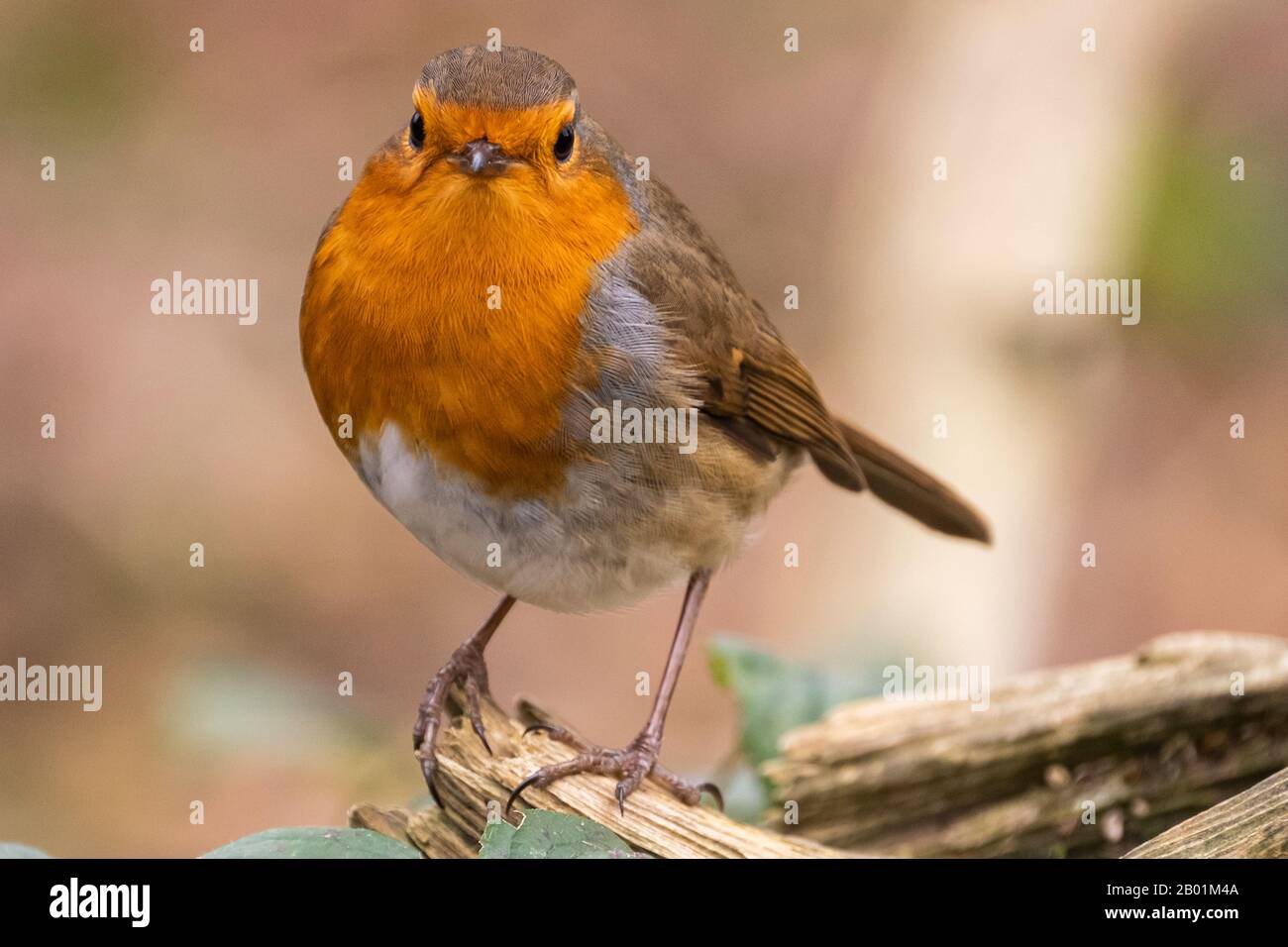 Red Robin Dingle Nature reserve Llangefni Anglesey,10-02-2020 Stock ...