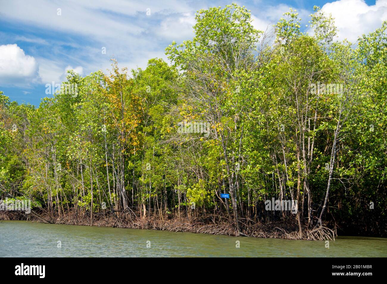 Thailand: Mangroves, near Krabi Town and Ko Klang, Krabi Province. The ...