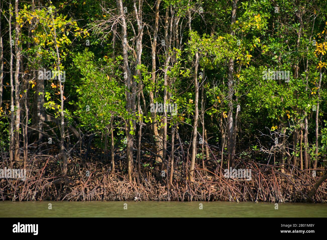 Thailand: Mangroves, near Krabi Town and Ko Klang, Krabi Province. The ...