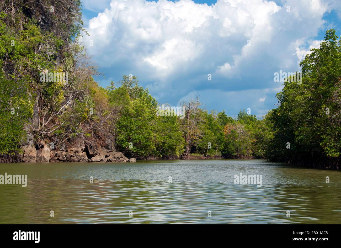 Thailand: Mangroves, near Krabi Town and Ko Klang, Krabi Province. The ...