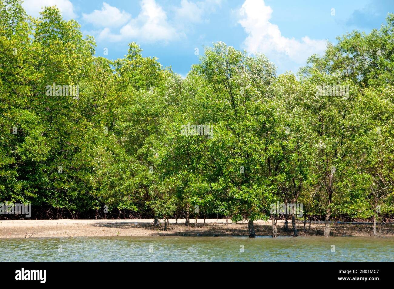 Thailand: Mangroves, near Krabi Town and Ko Klang, Krabi Province. The ...