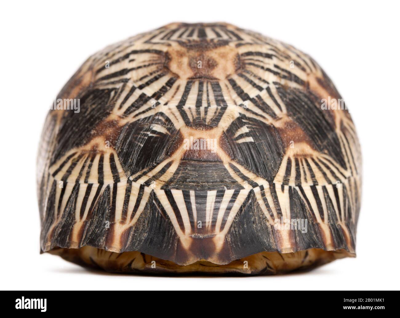 Radiated tortoise, Astrochelys radiata, in front of white background ...