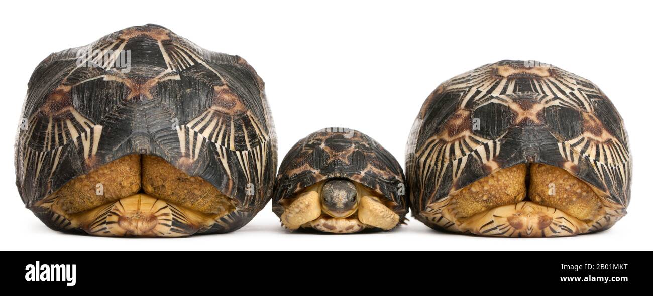 Three Radiated tortoises, Astrochelys radiata, in front of white ...