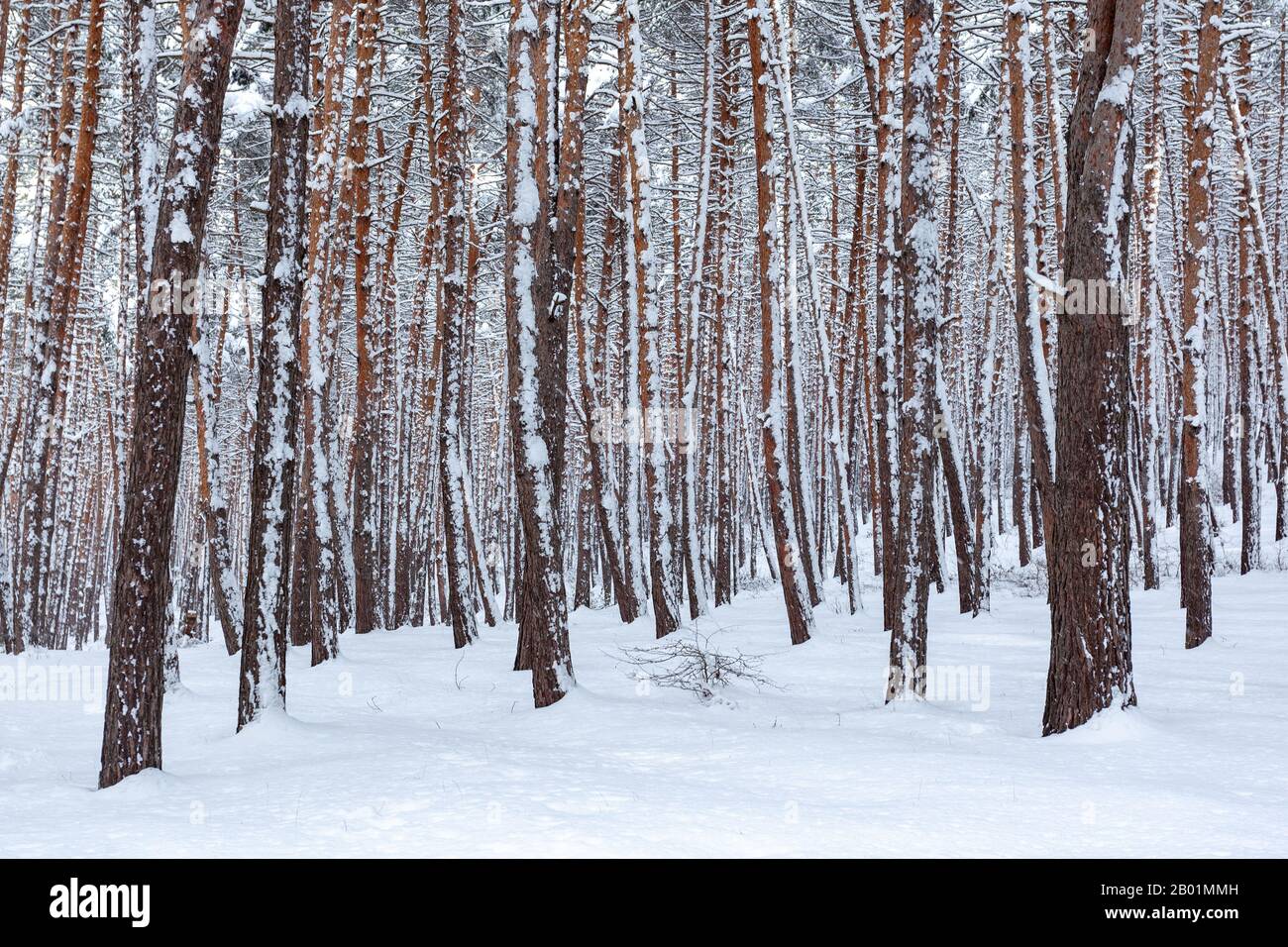 Snow over the spruces and pines in Surami, forest Stock Photo - Alamy