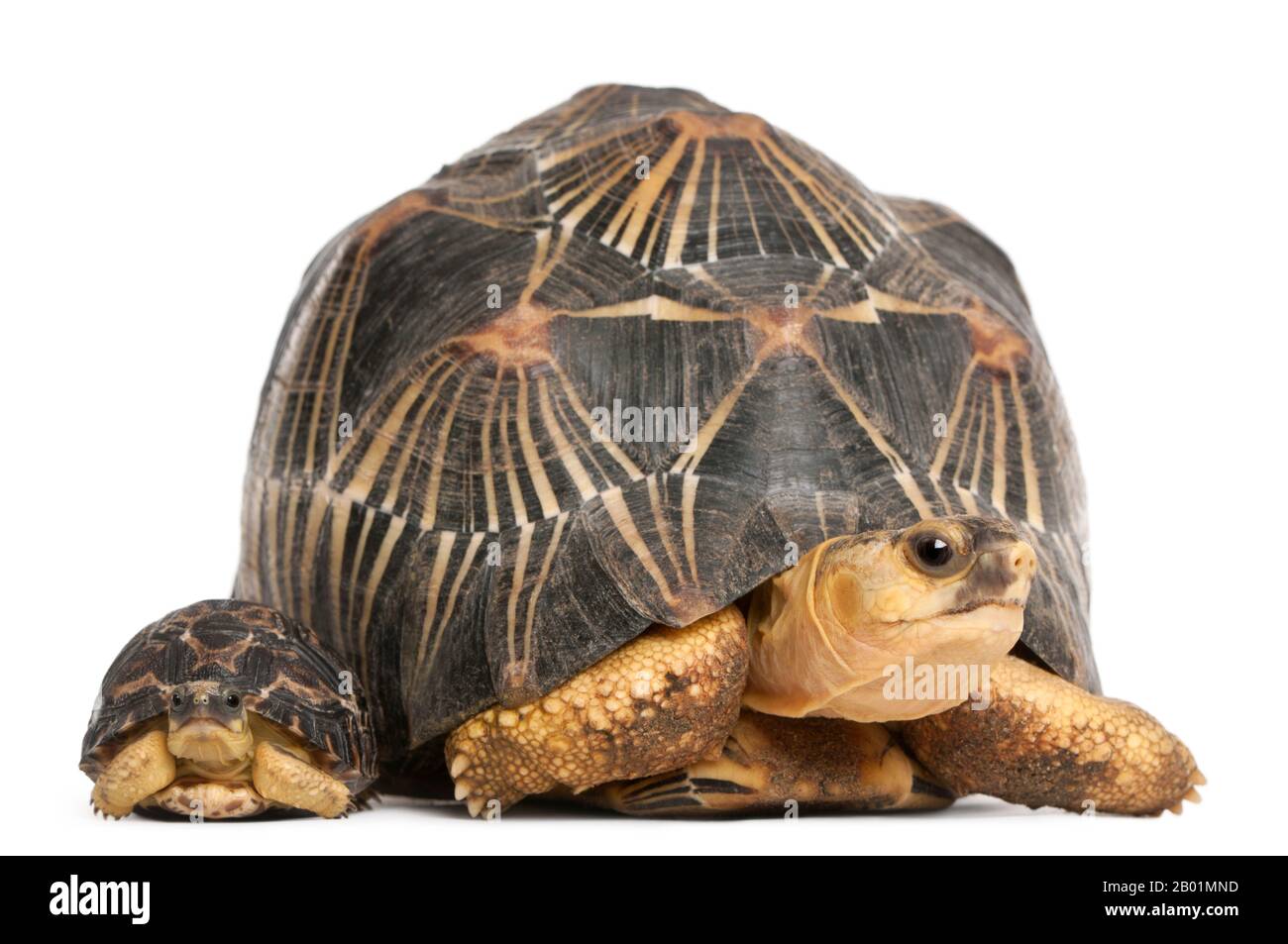 Radiated tortoise and baby, Astrochelys radiata, in front of white ...