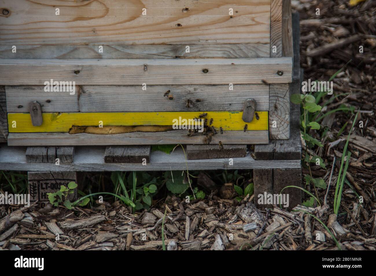 wooden beehives in the forest Stock Photo - Alamy