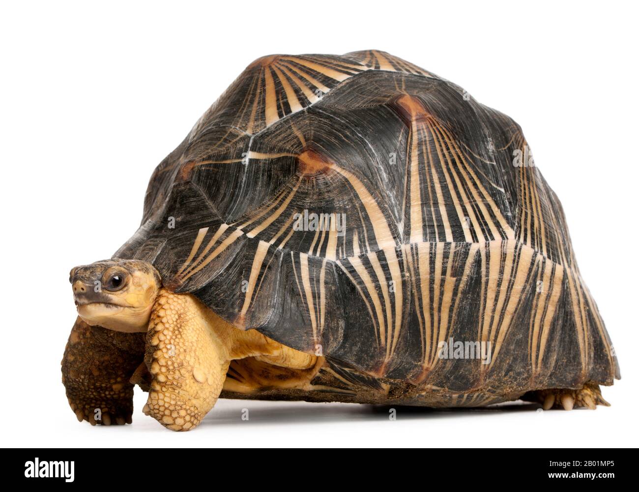 Radiated tortoise, Astrochelys radiata, in front of white background ...