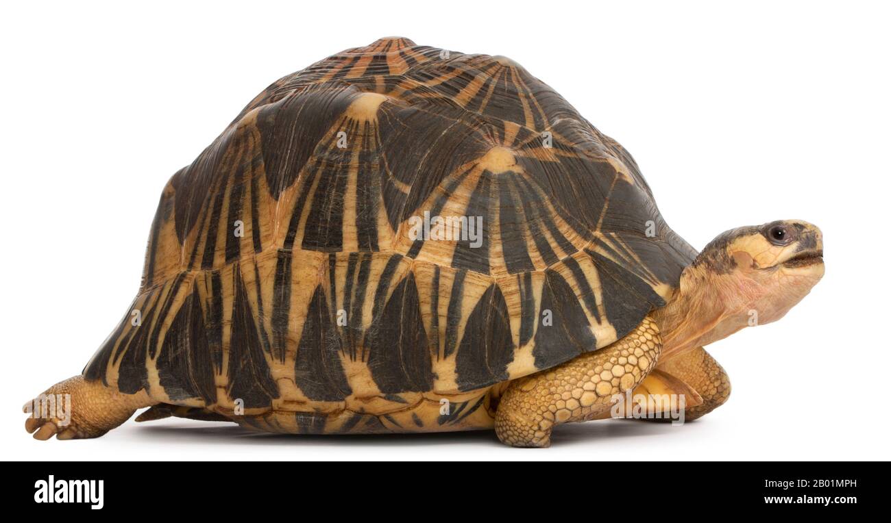 Radiated tortoise, Astrochelys radiata, in front of white background ...