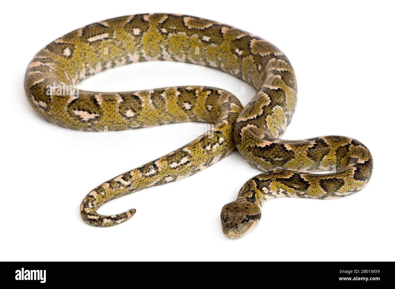 Boa manditra, Sanzinia madagascariensis, 2 years old, in front of white ...