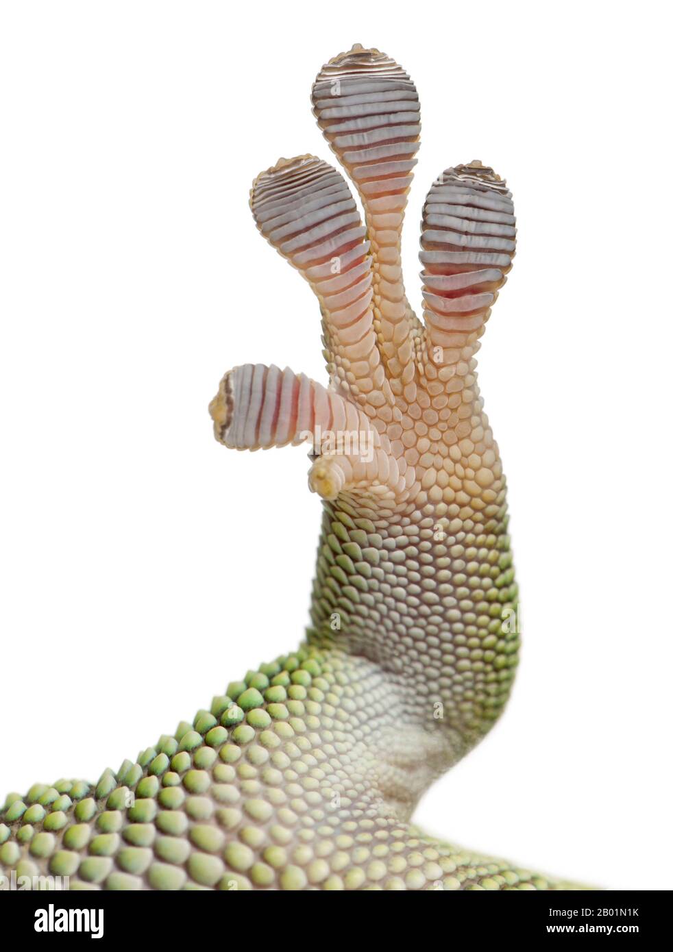 Gecko foot hi-res stock photography and images - Alamy