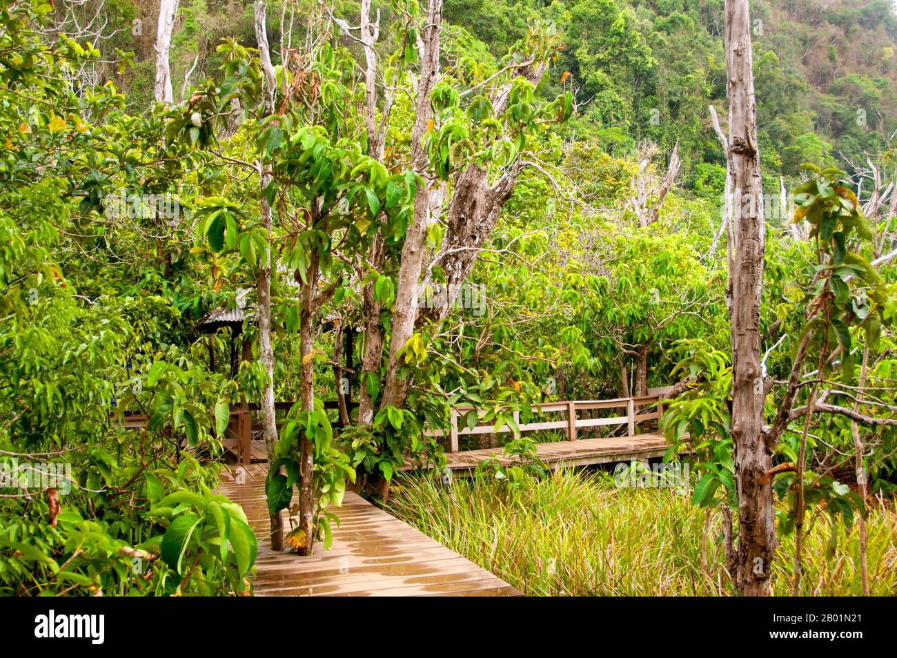 Freshwater swamp forest hi-res stock photography and images - Alamy