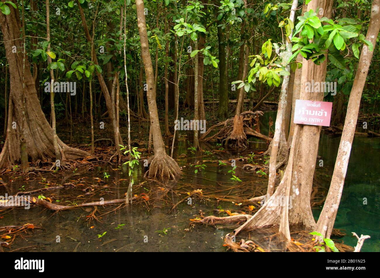 Thailand: Mangroves in the Tha Pom swamp and forest, Krabi Coast. Tha ...