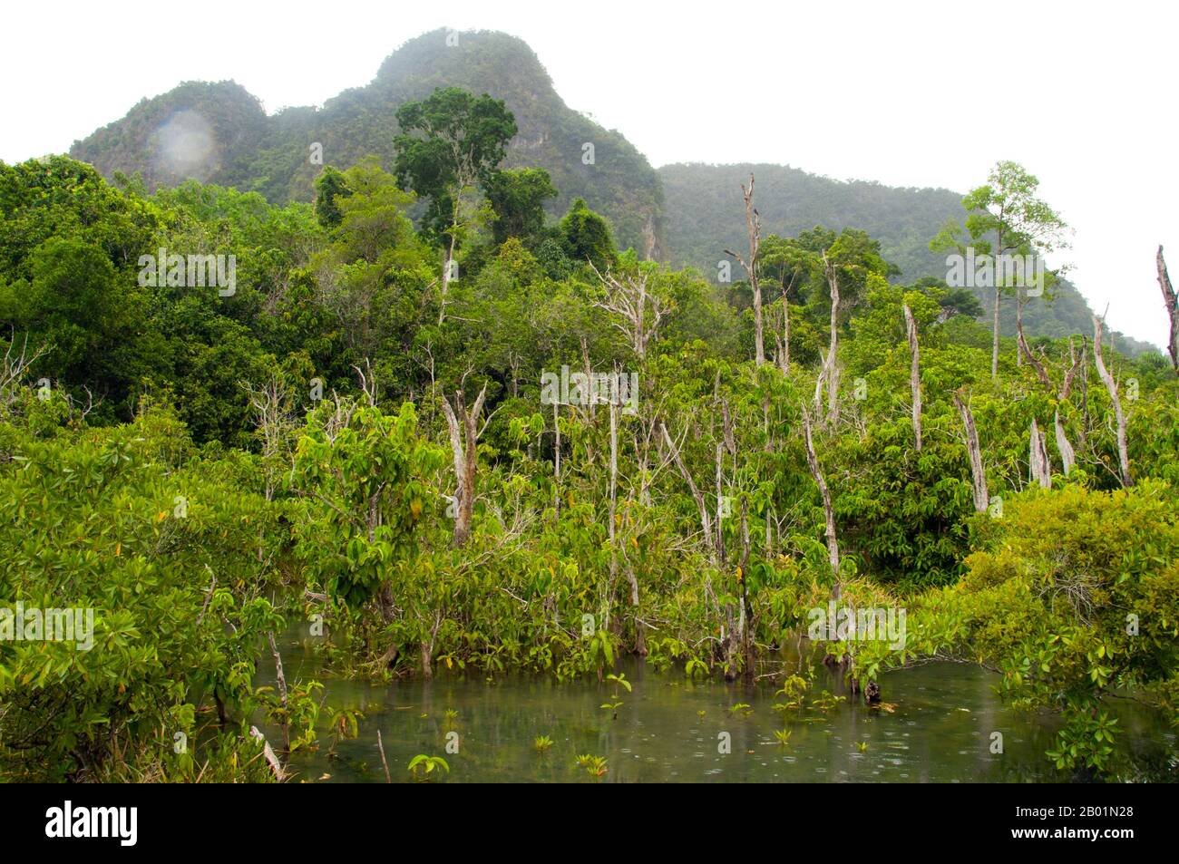 Freshwater swamp forest hi-res stock photography and images - Alamy