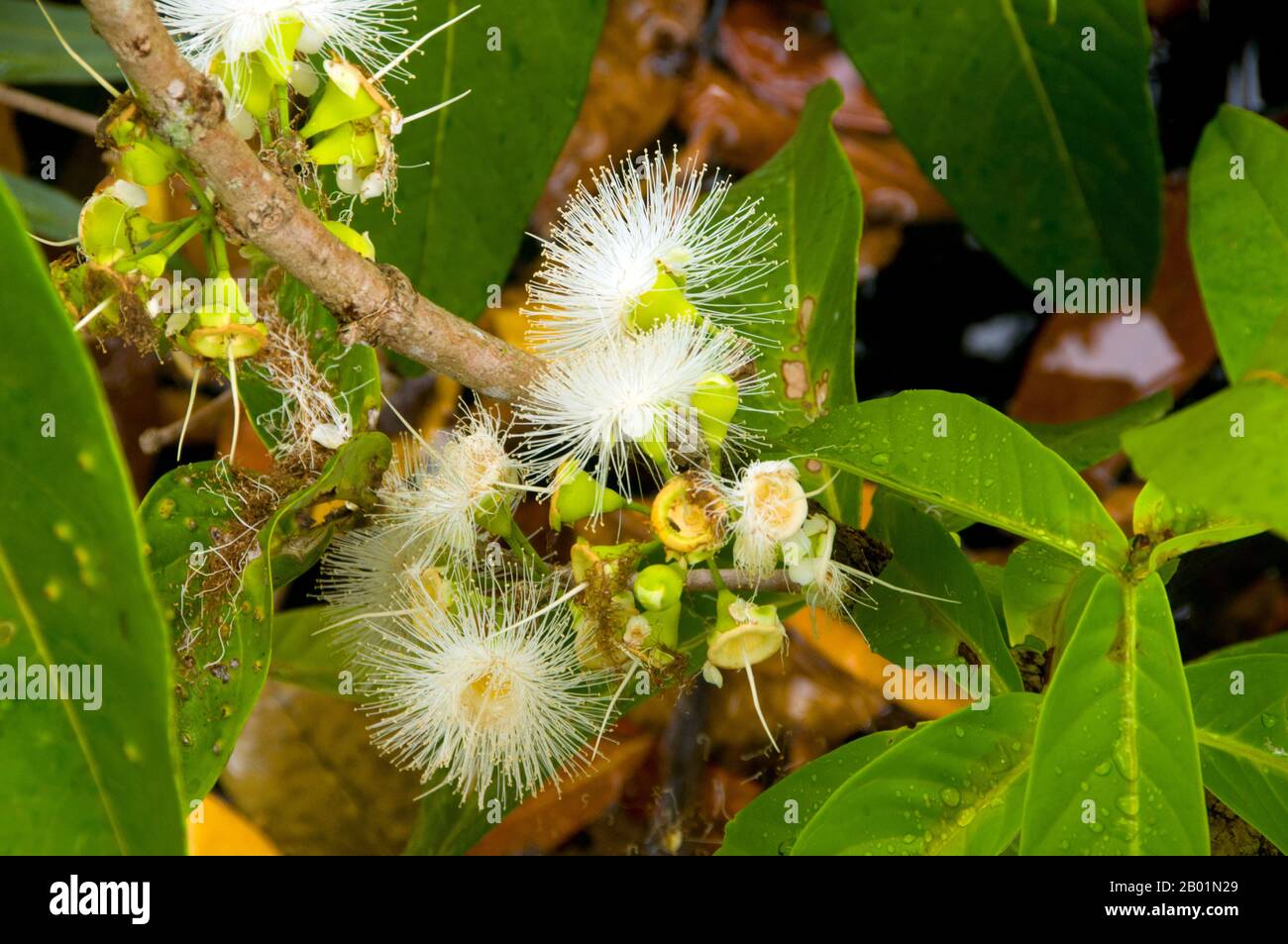Tha pom mangrove krabi thailand images hi-res stock photography and ...