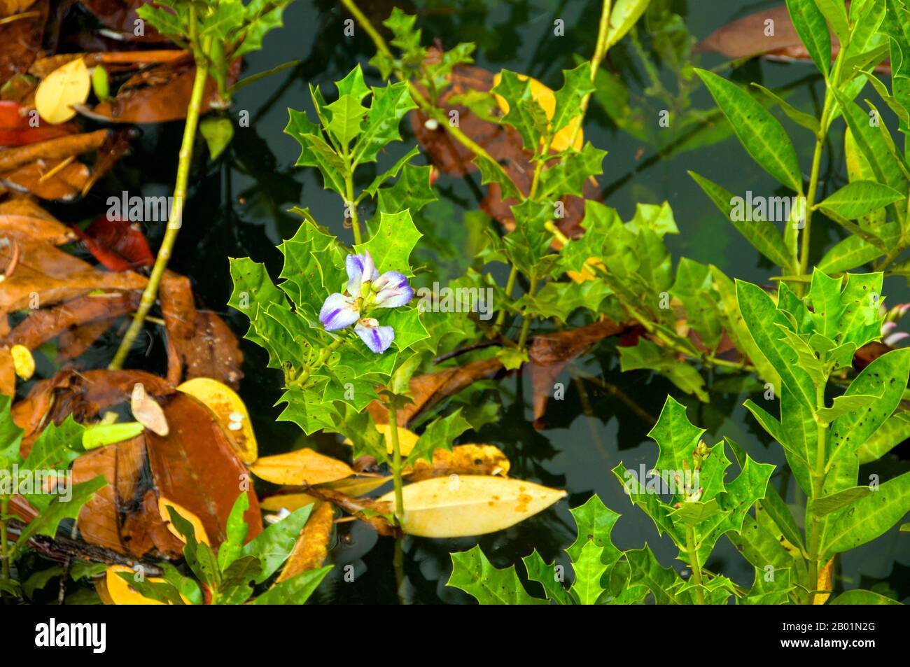 Types of mangroves hi-res stock photography and images - Alamy