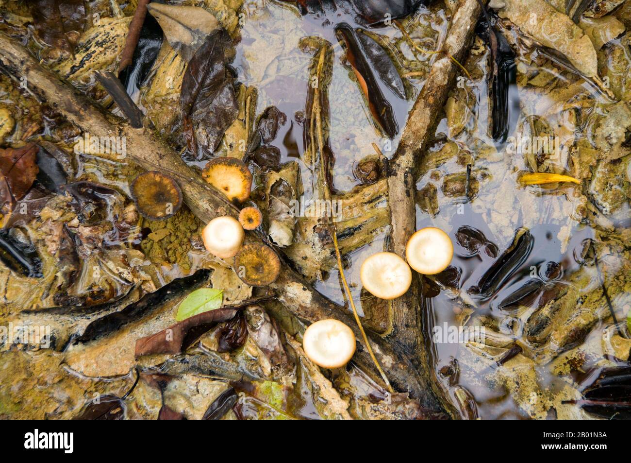 Extinct fungi hi-res stock photography and images - Alamy