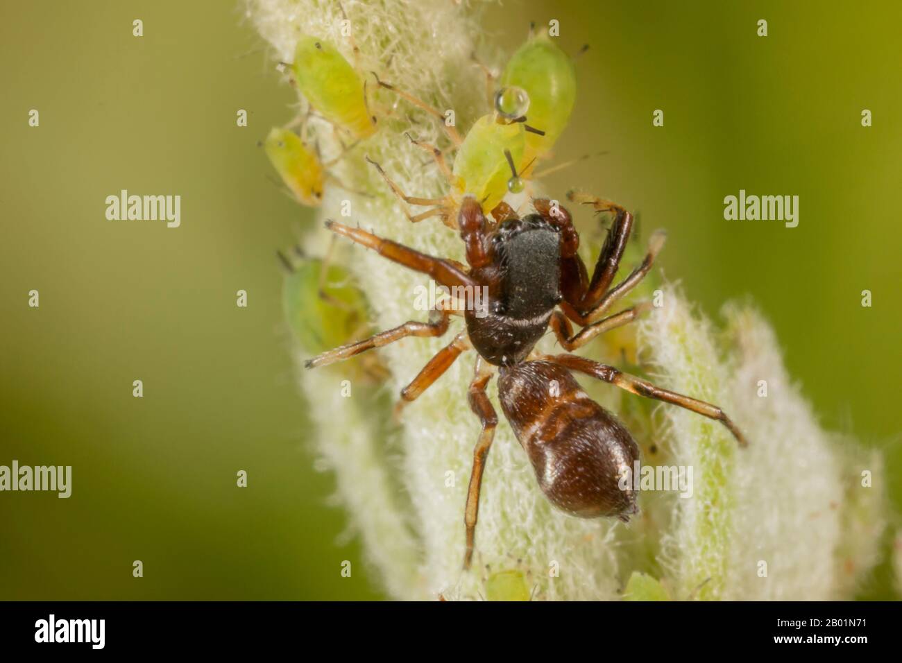 ant spider (Synageles venator), sucks a greenfly, Germany, Bavaria ...