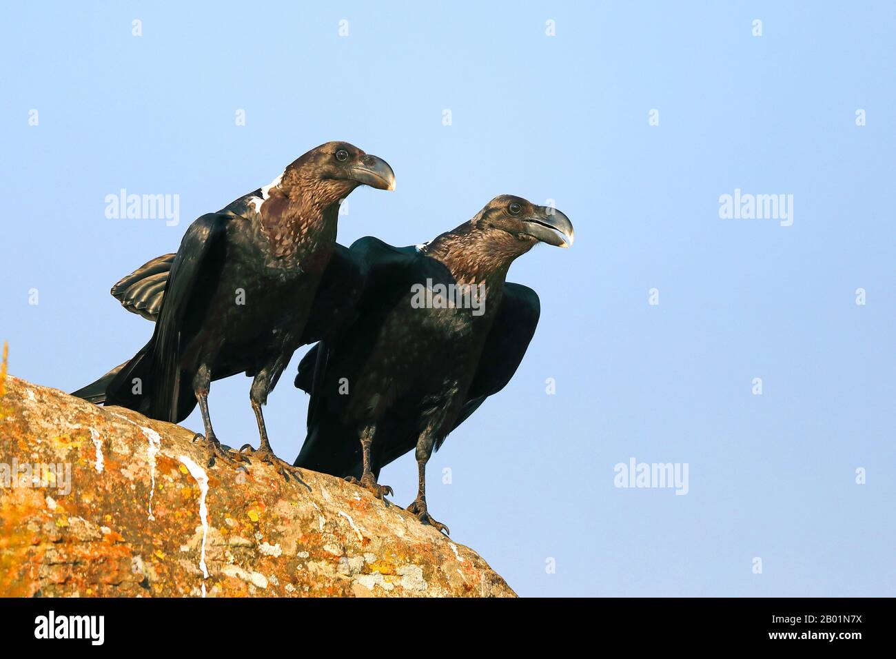 African white necked raven hi-res stock photography and images - Alamy