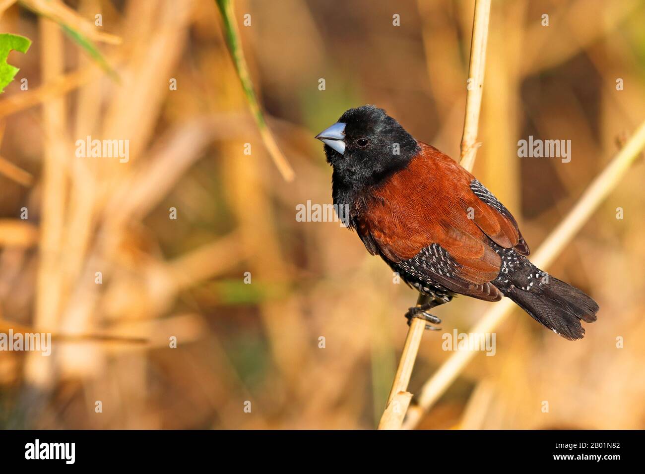 Black munia hi-res stock photography and images - Alamy