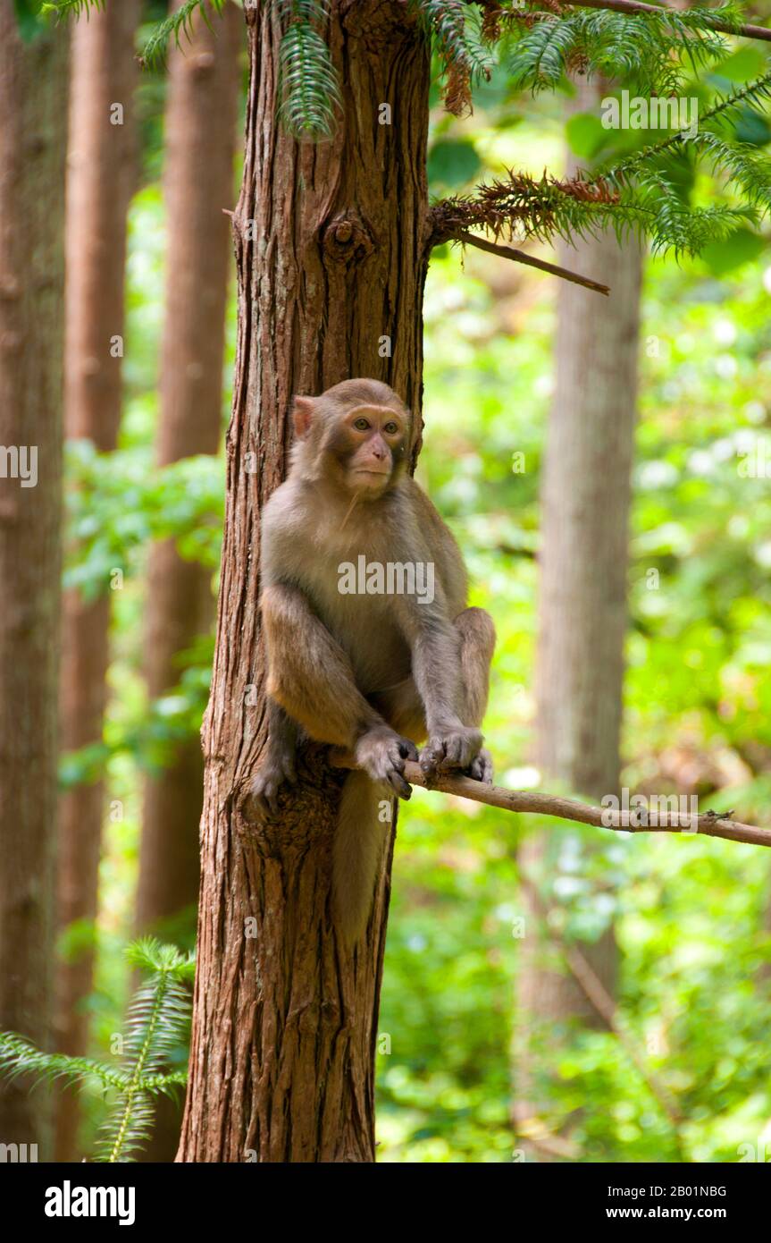 China: Rhesus monkey (Macaca mulatta), Wulingyuan Scenic Area ...