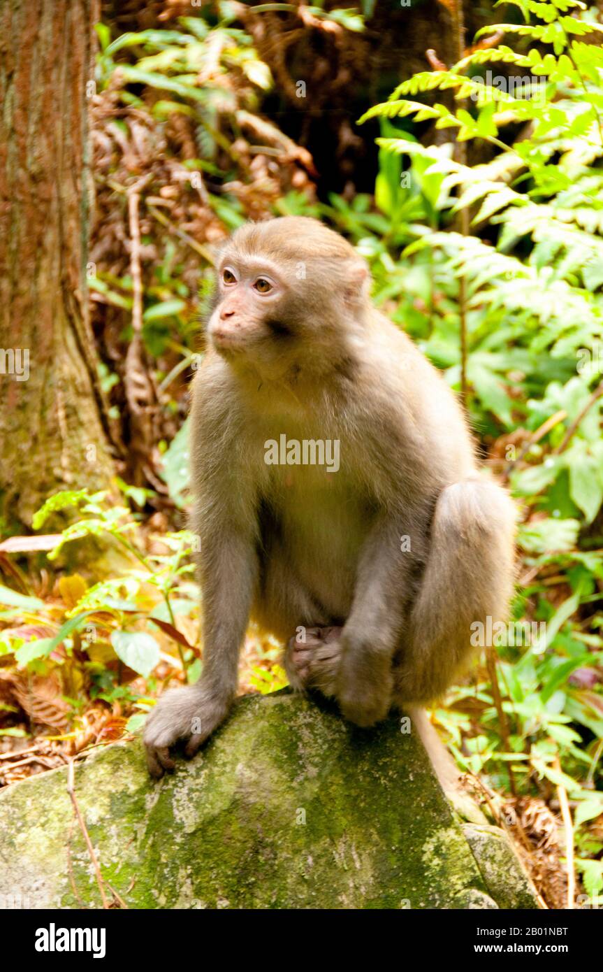 China: Rhesus monkey (Macaca mulatta), Wulingyuan Scenic Area ...