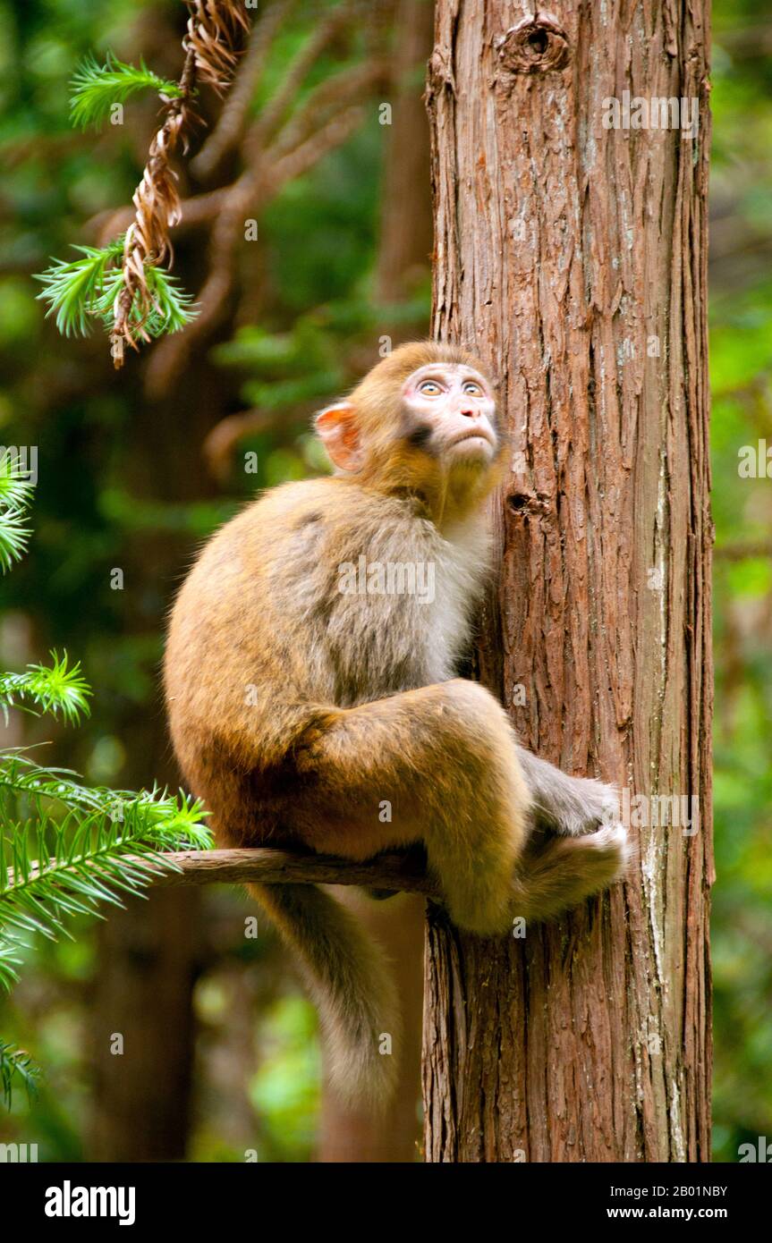 China: Rhesus monkey (Macaca mulatta), Wulingyuan Scenic Area ...