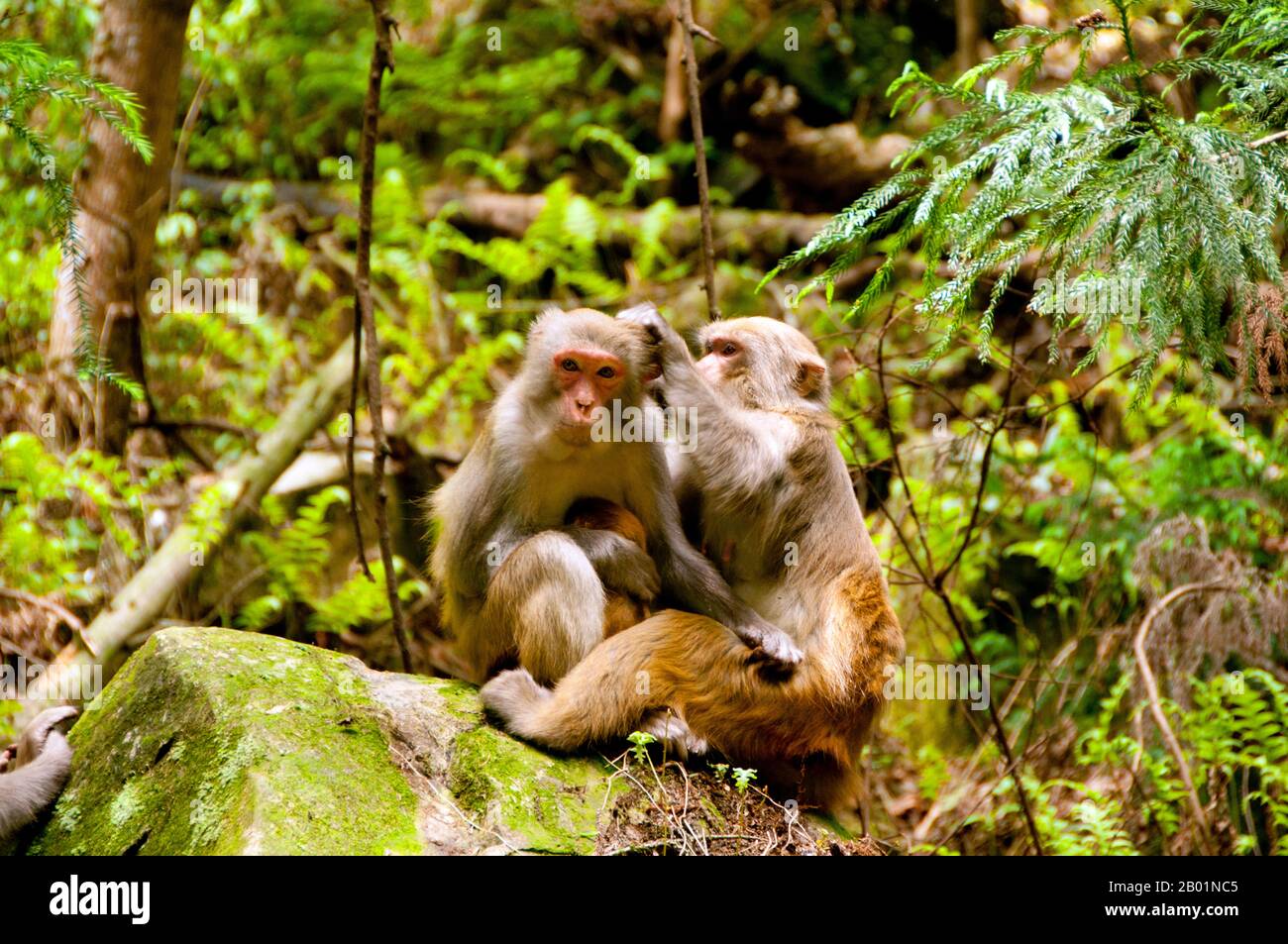 China: Rhesus monkeys (Macaca mulatta), Wulingyuan Scenic Area ...