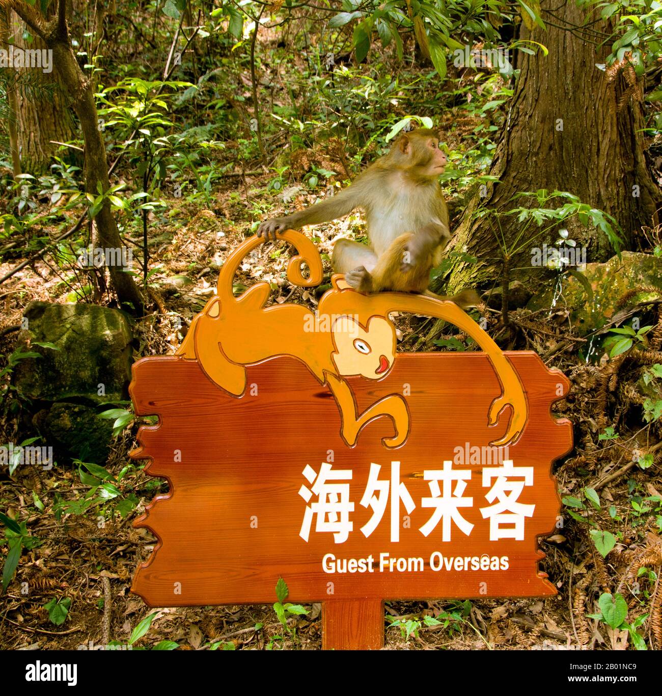 China: Rhesus monkey (Macaca mulatta), Wulingyuan Scenic Area ...