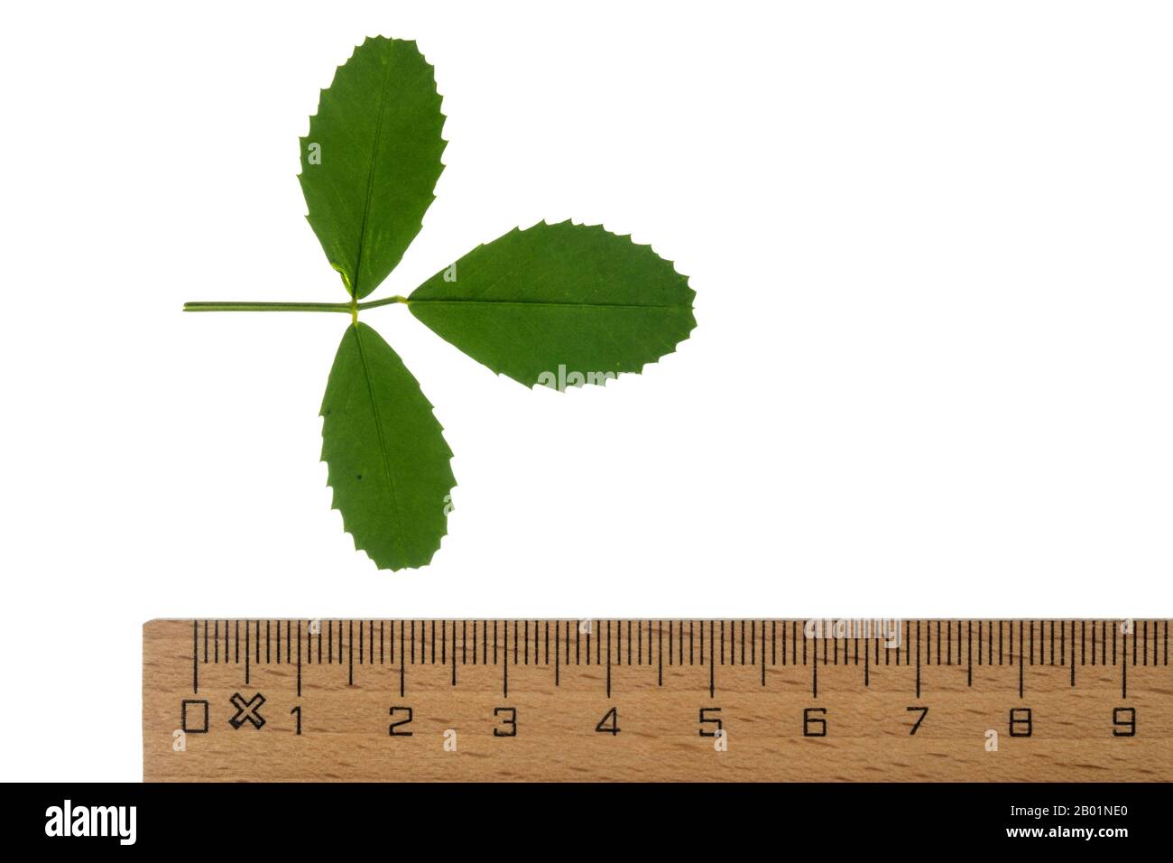 white melilot, white sweetclover (Melilotus albus, Melilotus alba ...