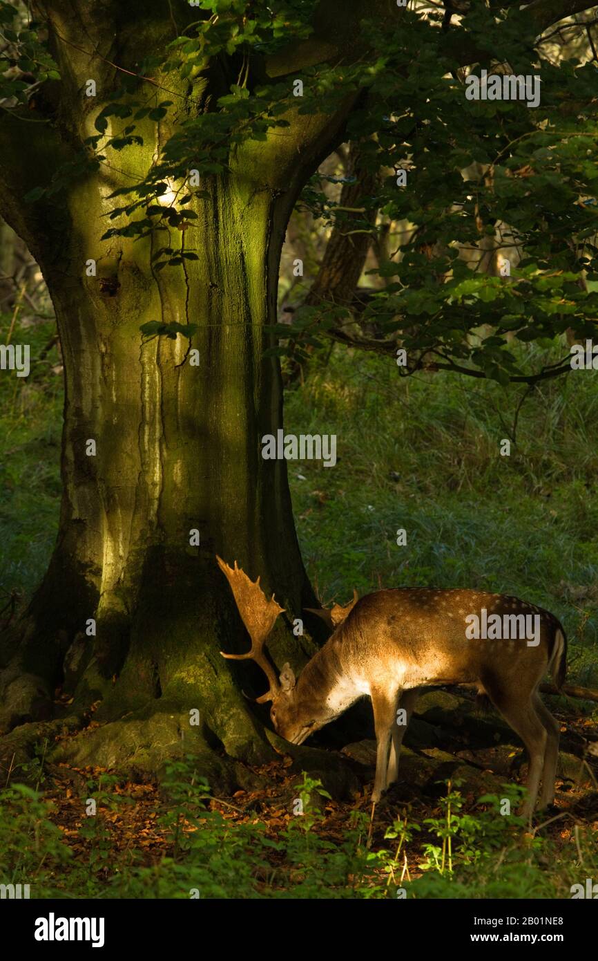Deer fodder hi-res stock photography and images - Alamy