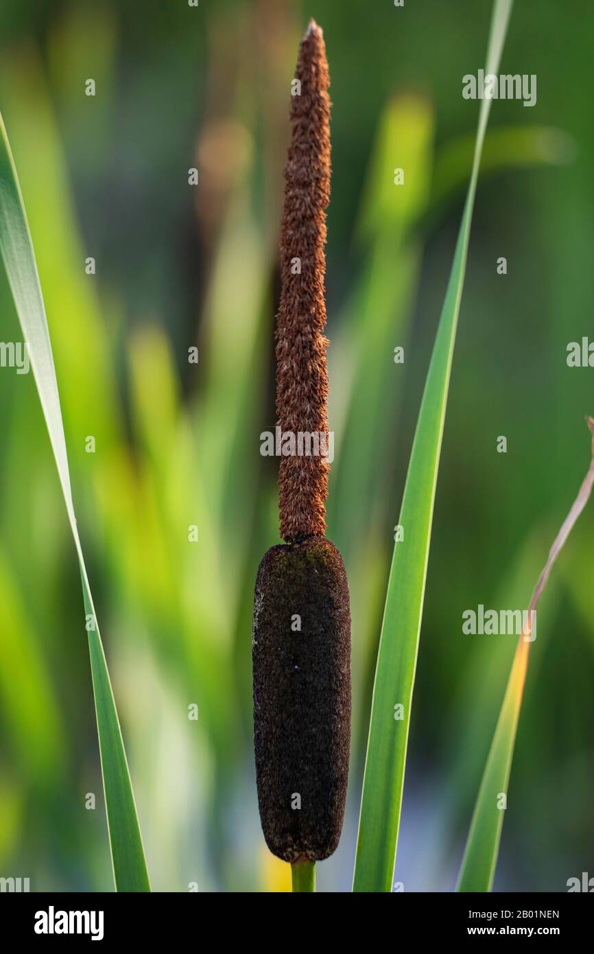 common cattail, broad-leaved cattail, broad-leaved cat's tail, great ...