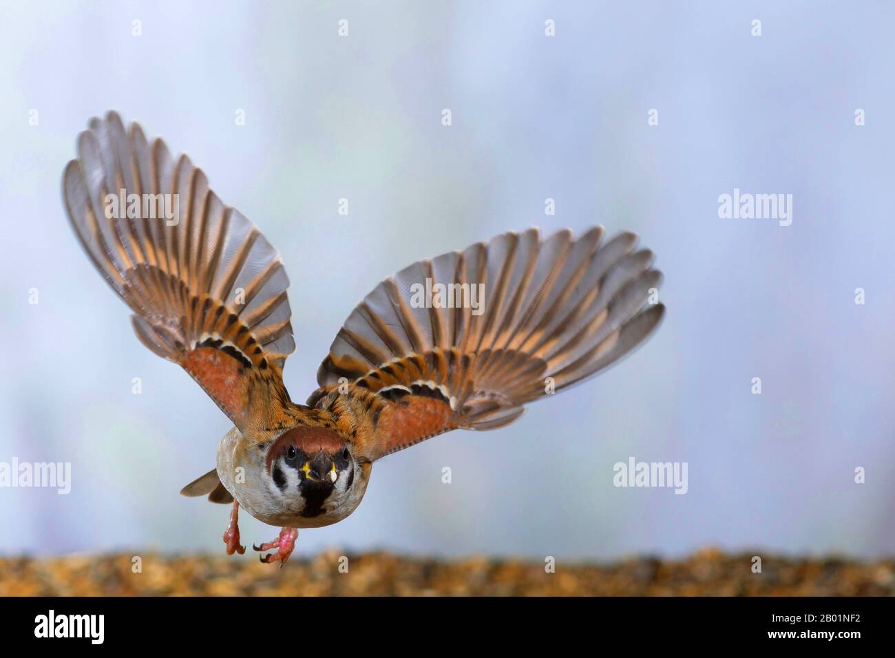 Eurasian tree sparrow (Passer montanus), in flight, Germany Stock Photo ...