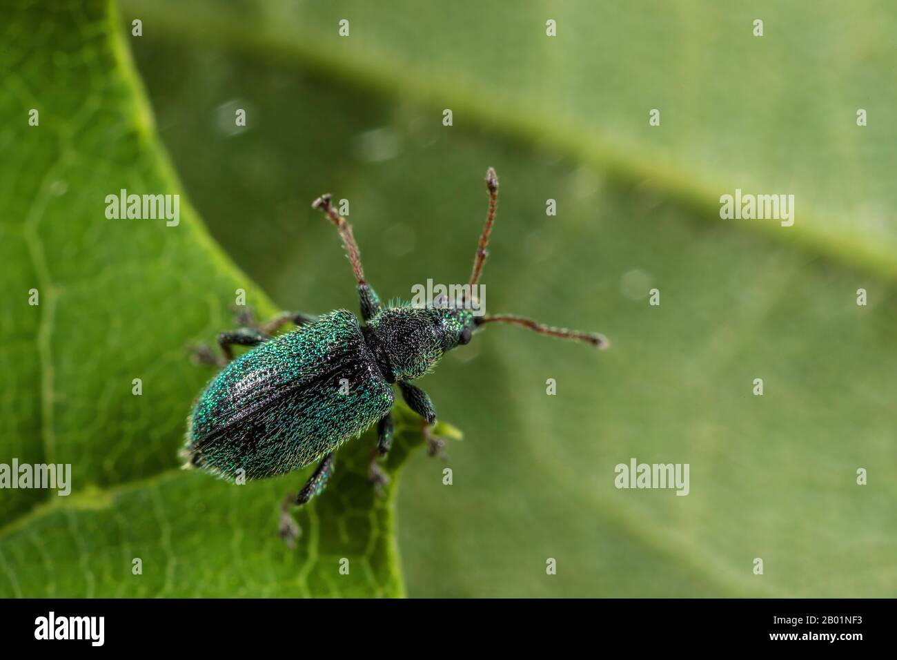 weevil (Phyllobius betulinus), sits on a leaf, Germany Stock Photo - Alamy