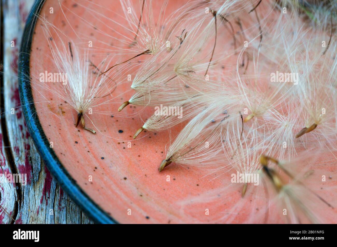 Canada thistle, creeping thistle (Cirsium arvense), fruits with pappus ...