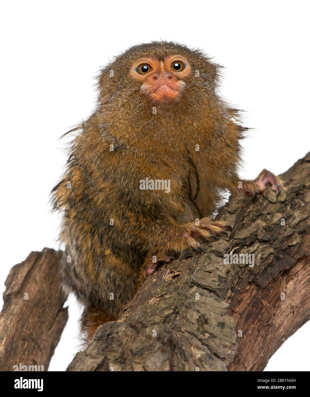 Pygmy Marmoset or Dwarf Monkey, Cebuella pygmaea, on log in front of ...
