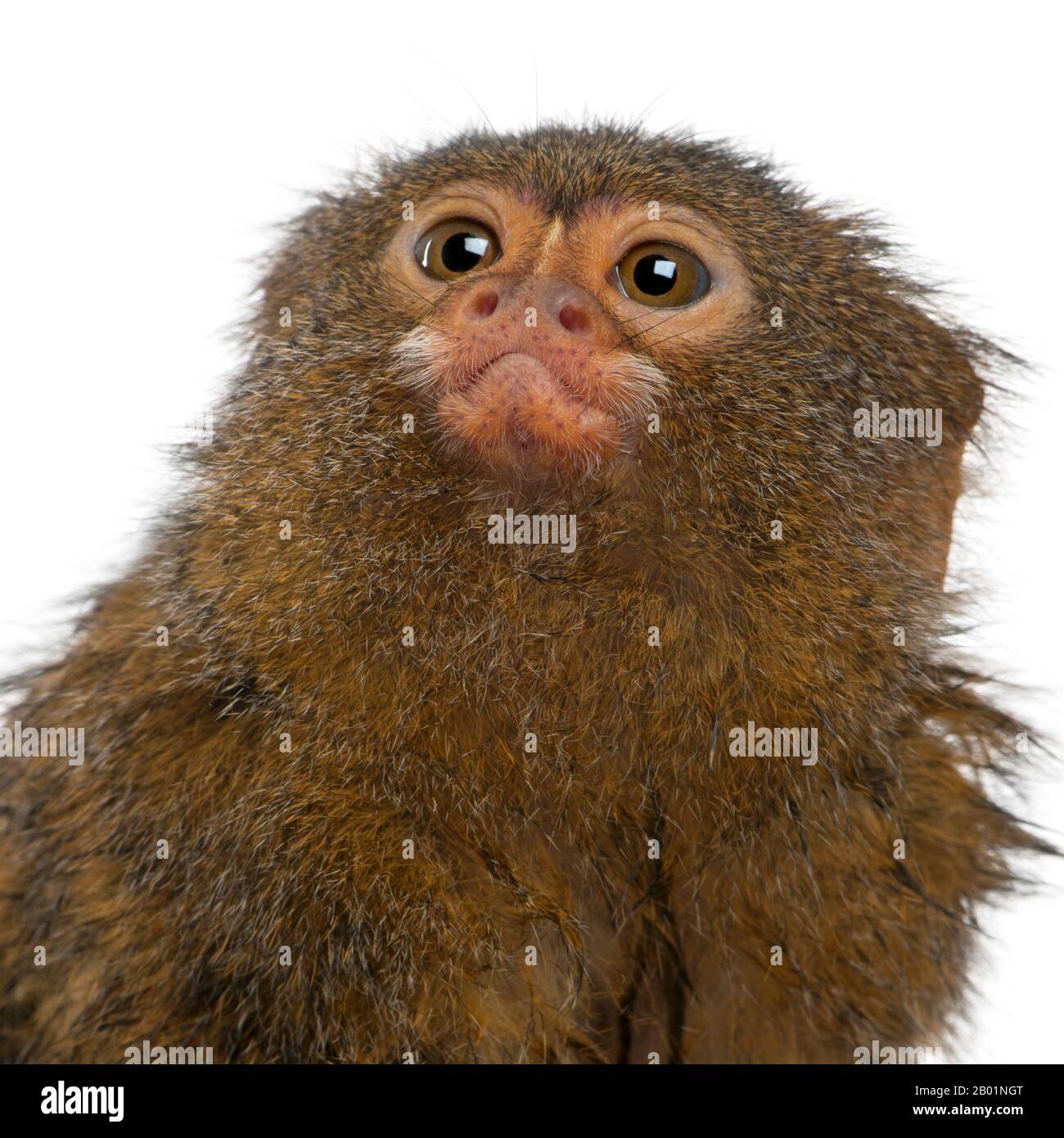 Close-up of Pygmy Marmoset or Dwarf Monkey, Cebuella pygmaea, in front ...
