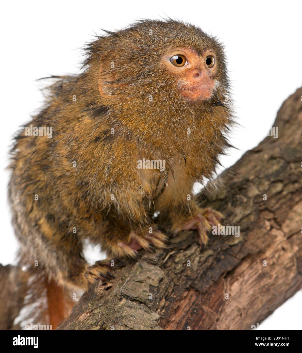 Pygmy Marmoset or Dwarf Monkey, Cebuella pygmaea, on log in front of ...