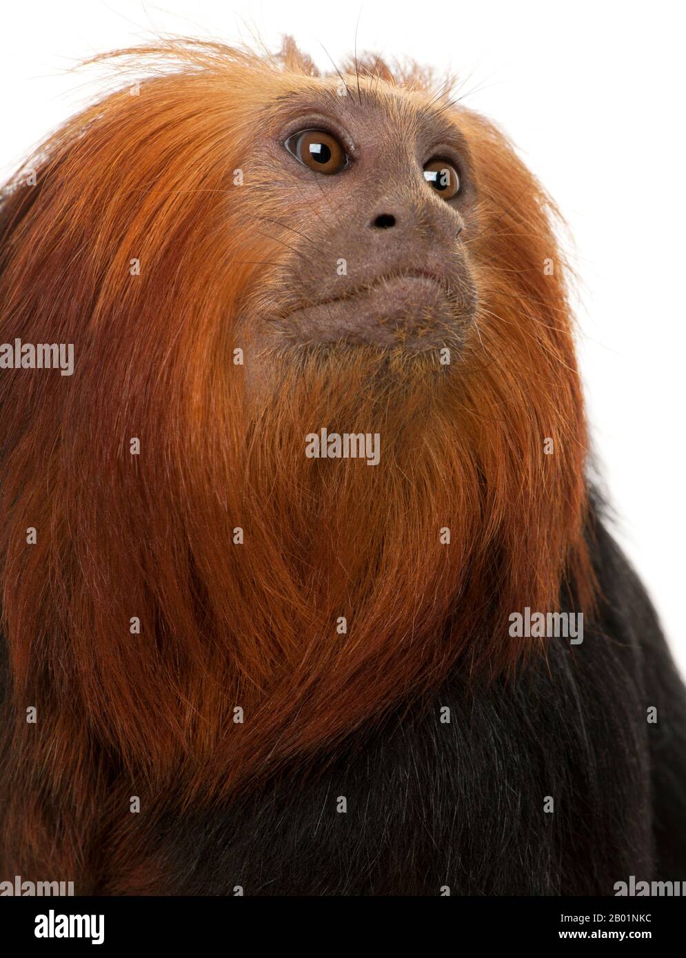 Close-up of Golden-headed Lion Tamarin, Leontopithecus chrysomelas, in ...