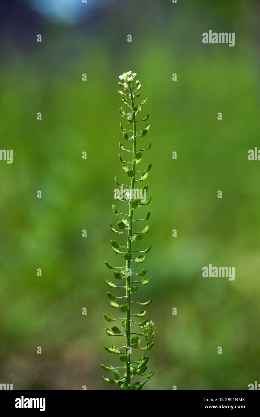 field pepperwort (Lepidium campestre), inflorescence with fruits ...