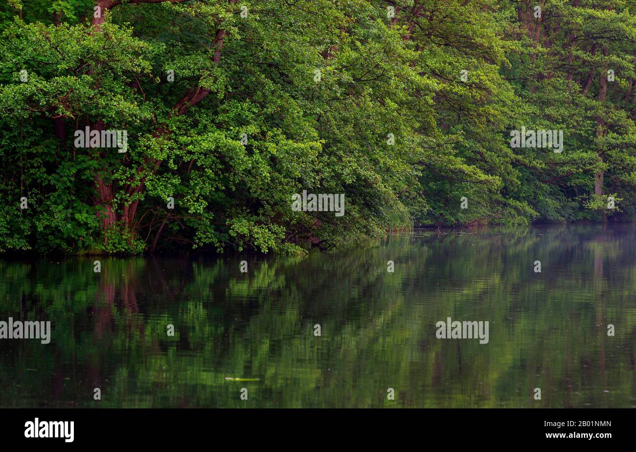 Black alder swamp forest hi-res stock photography and images - Alamy